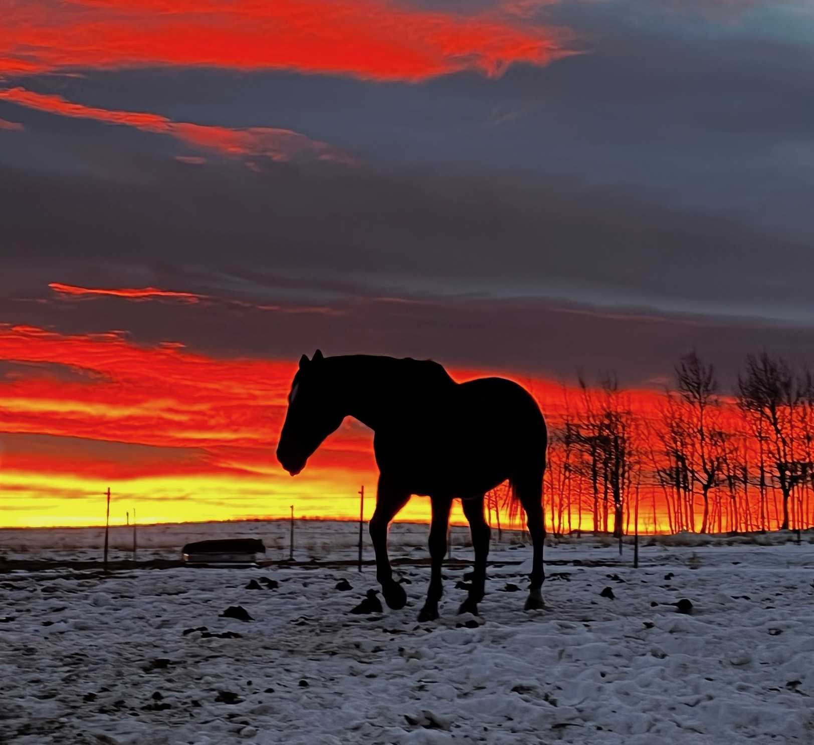 Grieving the Loss of My Grief Therapist, Too Tall Tulo - DOUBLE G RANCH